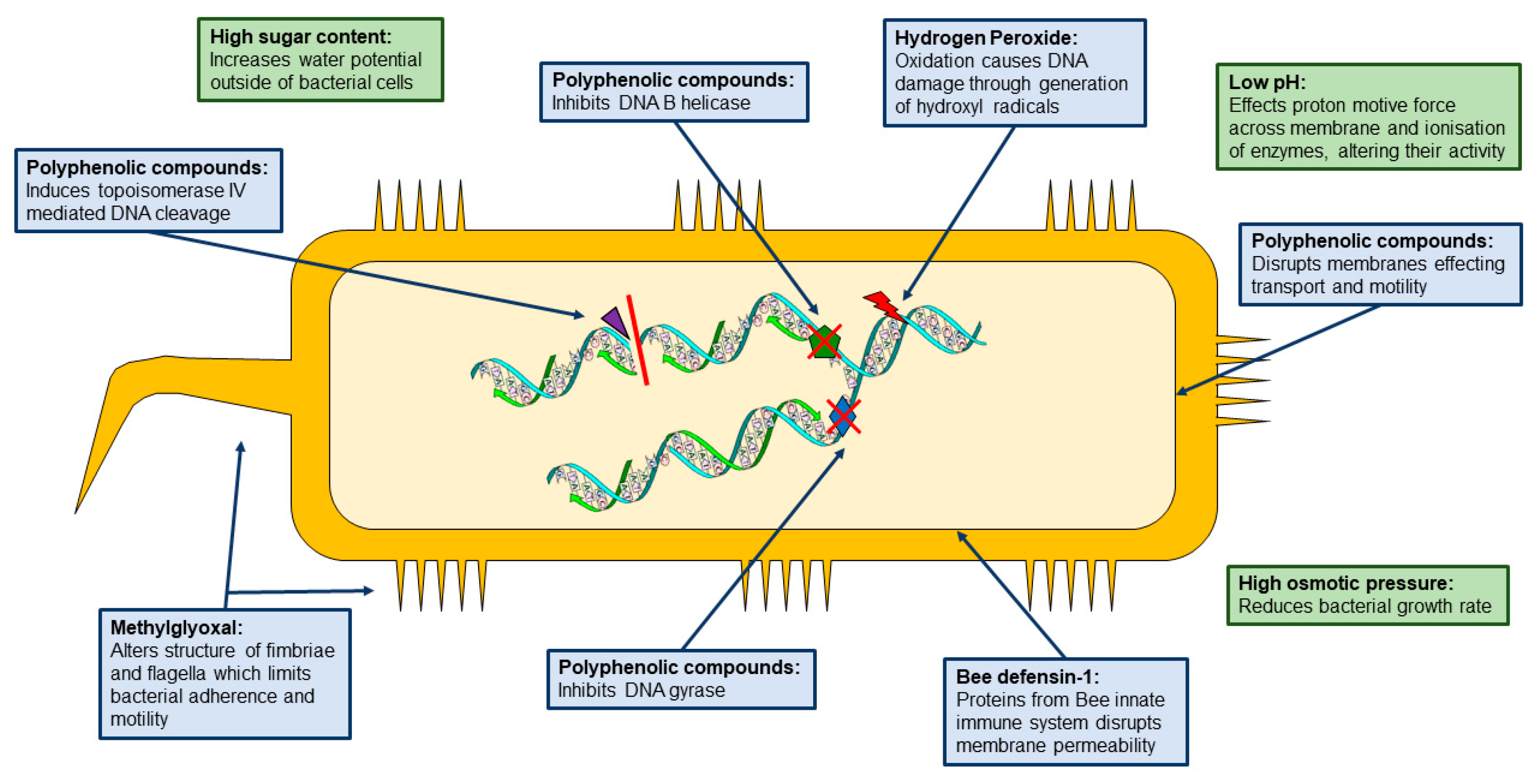 Pseudomonas Aeruginosa True Motility - Carpet Vidalondon Pseudomonas Aeruginosa True Motility - Carpet Vidalondon