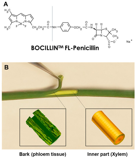 Tracing Penicillin Movement in Citrus Plants Using Fluorescence-Labeled ...