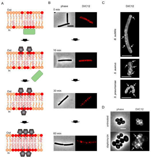 More Than a Pore: A Current Perspective on the In Vivo Mode of Action ...