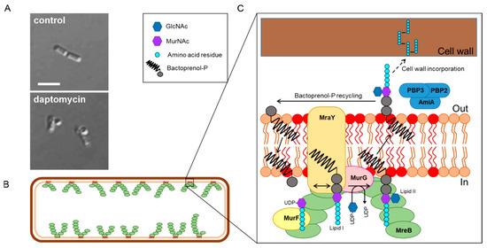 More Than a Pore: A Current Perspective on the In Vivo Mode of Action ...