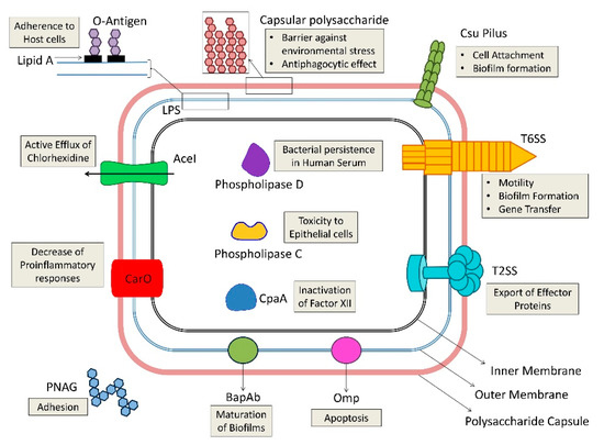 Insights into Acinetobacter baumannii: A Review of Microbiological ...