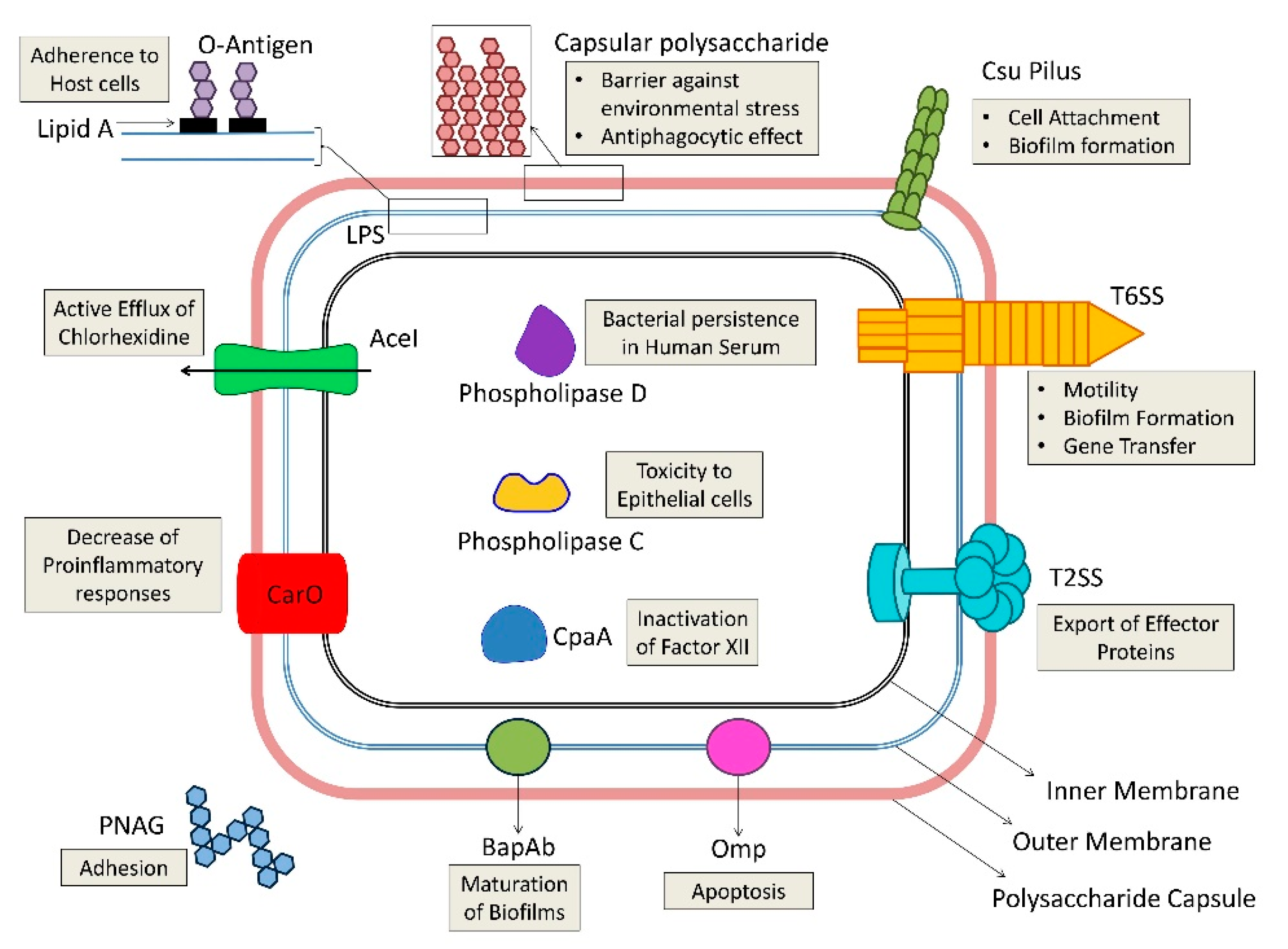 Acinetobacter Baumannii Antibiotic Treatment Acinetobacter Baumannii Antibiotic Treatment