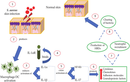 Human Defensins: A Novel Approach in the Fight against Skin Colonizing ...