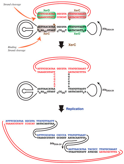 Functional Analysis of the Acinetobacter baumannii XerC and XerD Site ...