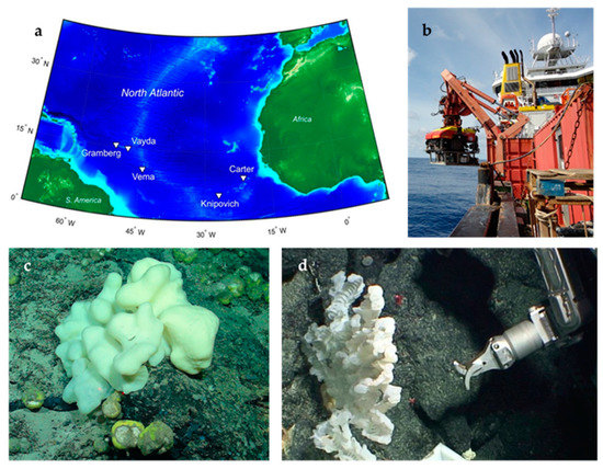 The Bristol Sponge Microbiome Collection: A Unique Repository of Deep ...