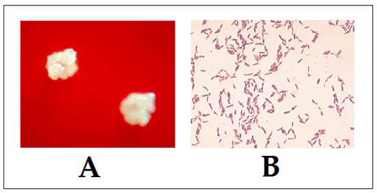 Actinomyces Colony Morphology