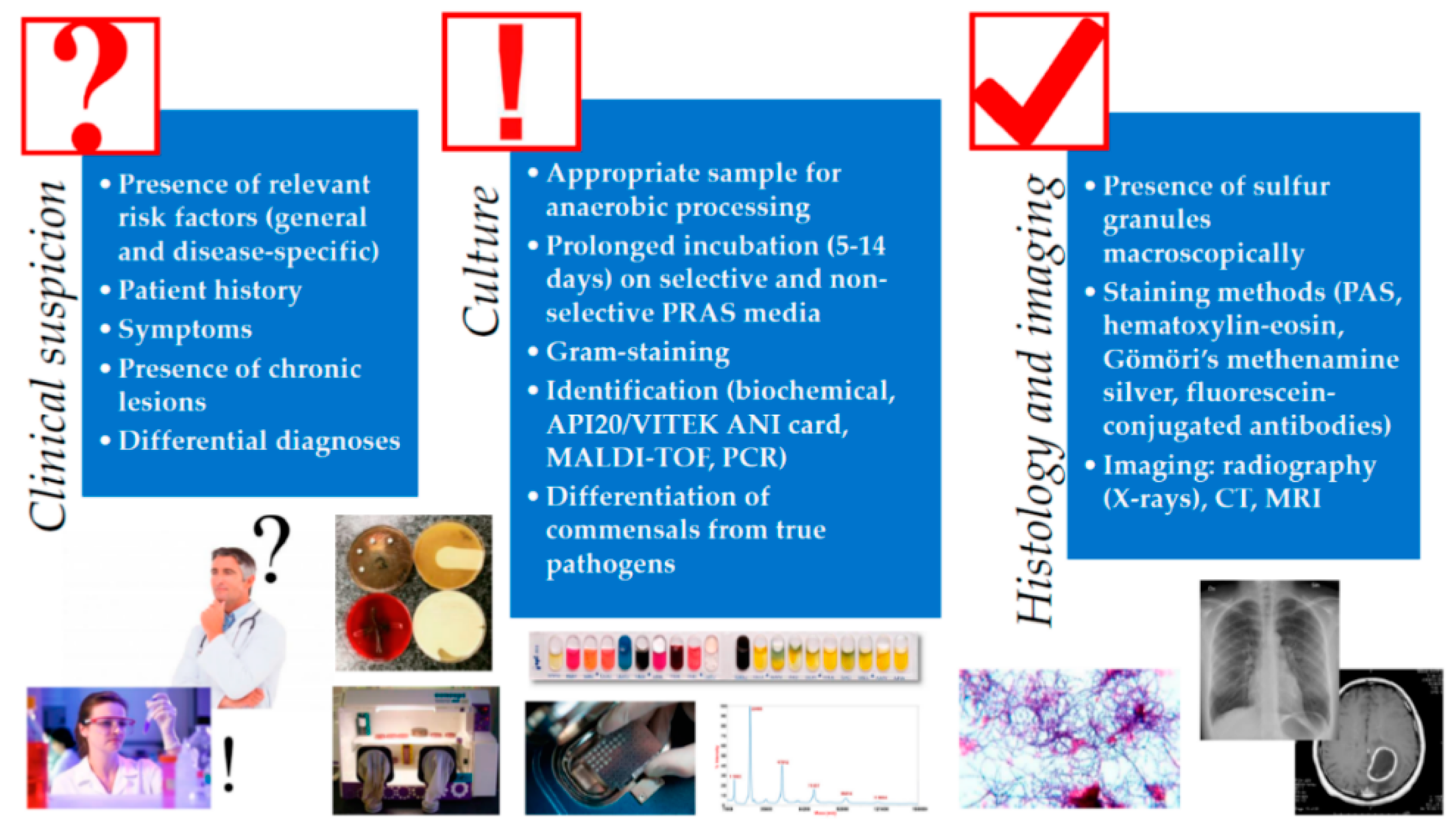 Actinomyces Pyogenes