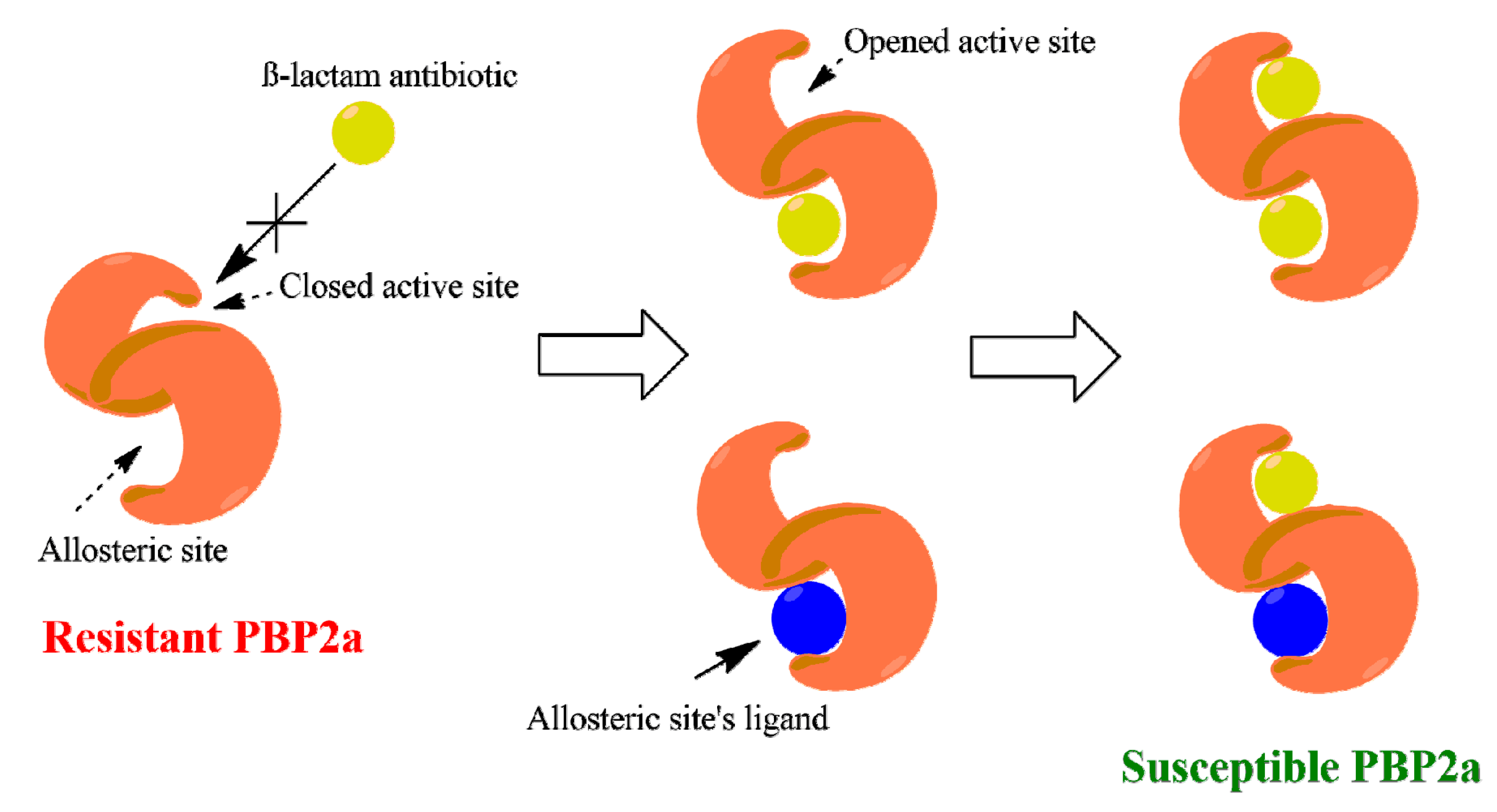 Flavonoids as Potential anti-MRSA Agents through Modulation of PBP2a: A ...