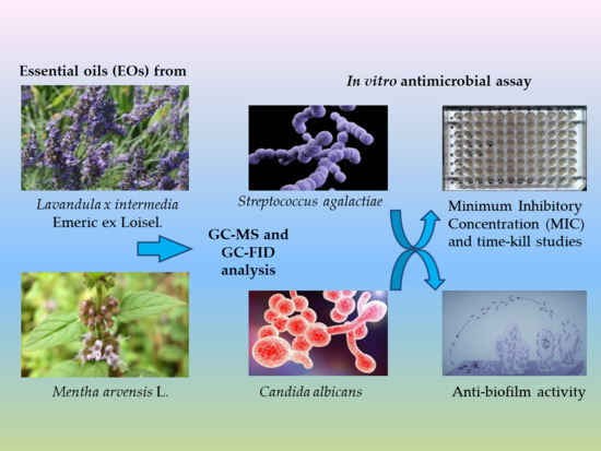 Antibiotics | Special Issue : Antibacterial Activity of Plant Extracts ...