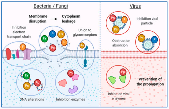 Macroalgae as a Source of Valuable Antimicrobial Compounds: Extraction ...
