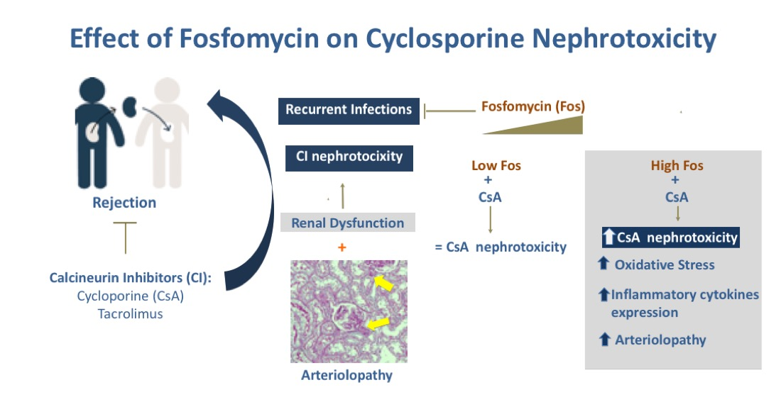Antibiotics | Free Full-Text | Effect of Fosfomycin on Cyclosporine ...