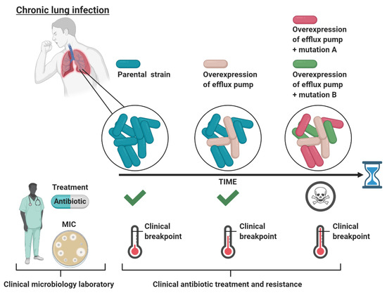 The Role of Efflux Pumps in the Transition from Low-Level to Clinical ...