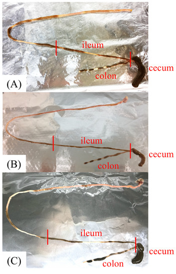 Measurement of the Intestinal pH in Mice under Various Conditions ...