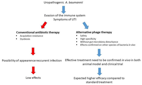 The Role of Antibiotic Resistant A. baumannii in the Pathogenesis of Urinary Tract Infection and ...