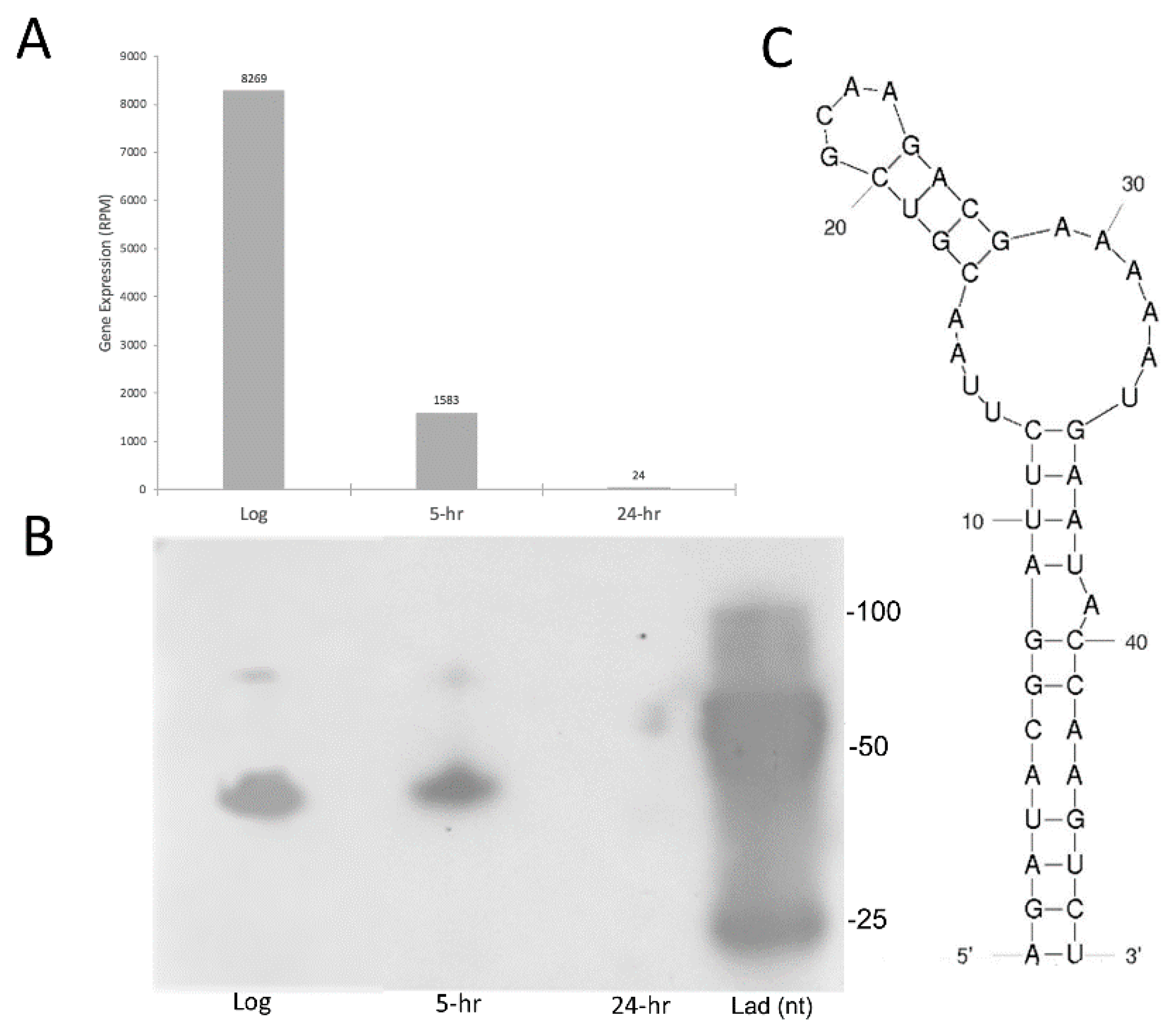 Characterization of 475 Novel, Putative Small RNAs (sRNAs) in Carbon ...
