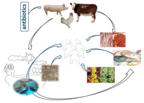 Pollution by Antibiotics and Antimicrobial Resistance in LiveStock and ...