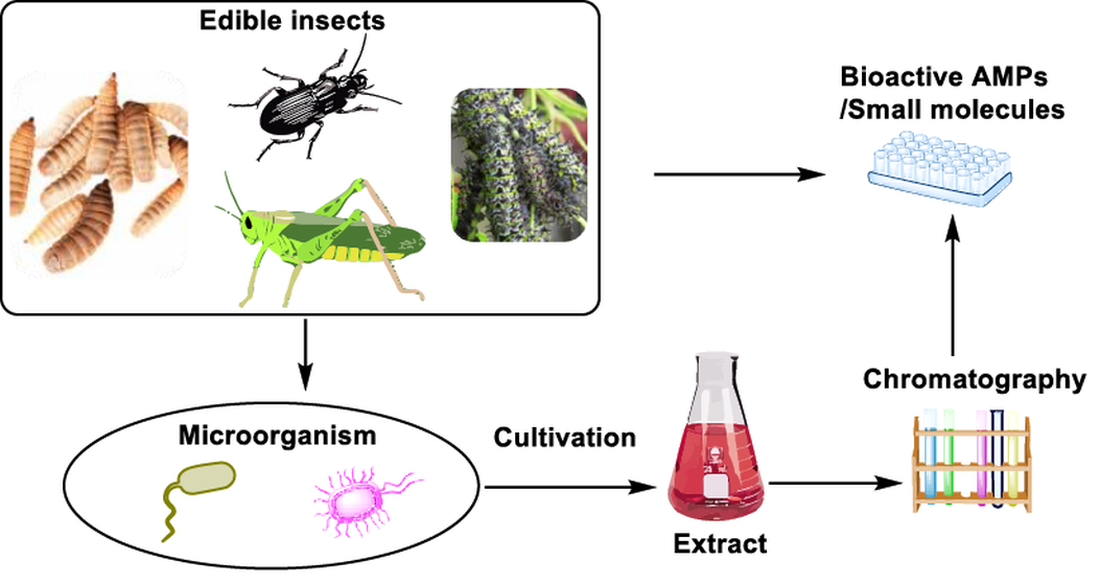 Antibiotics | Free Full-Text | An Overview of Antimicrobial Compounds ...