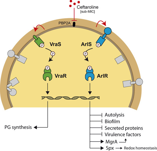 Antibiotics | Special Issue : Molecular Mechanisms of Antibiotic ...