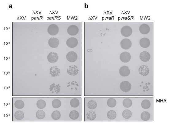 Antibiotics | Special Issue : Molecular Mechanisms of Antibiotic ...