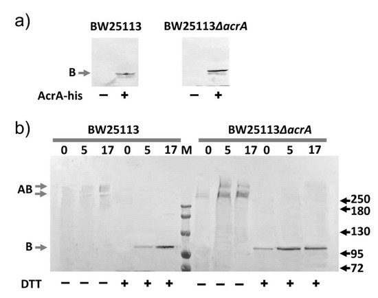 Insight into the AcrAB-TolC Complex Assembly Process Learned from ...