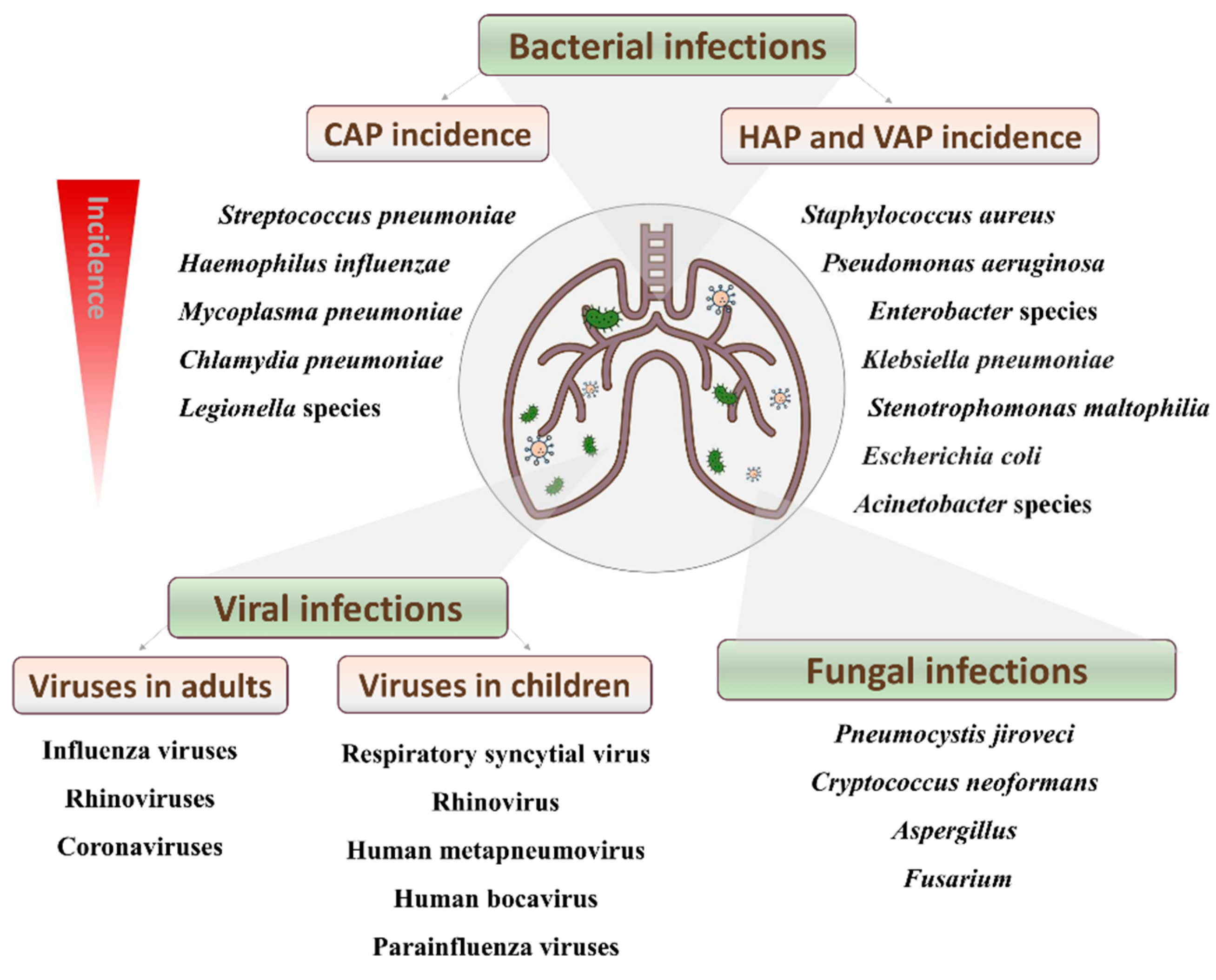 Streptococcus Pneumoniae Diagram Streptococcus Pneumoniae Diagram
