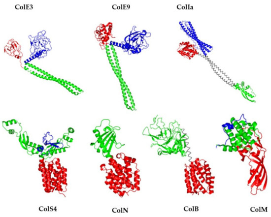 The Biology of Colicin M and Its Orthologs