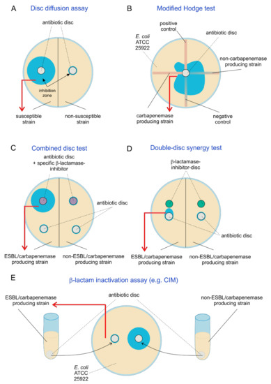 Detection of Multidrug-Resistant Enterobacterales—From ESBLs to ...