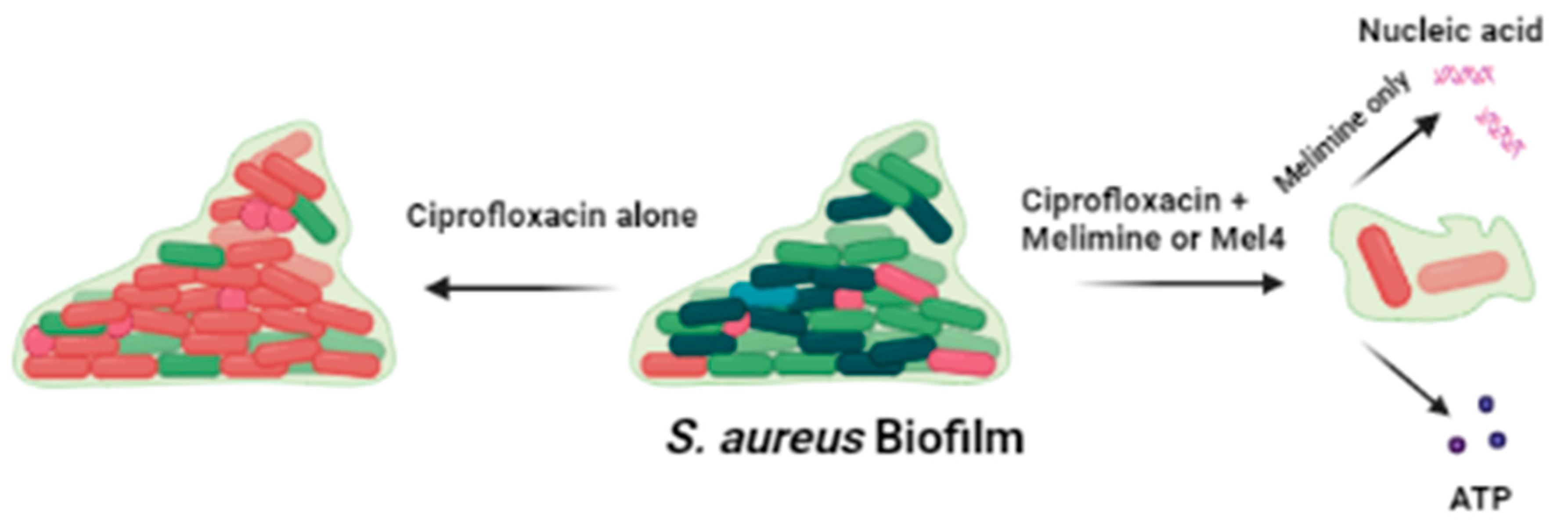 Enhancement of Antibiofilm Activity of Ciprofloxacin against ...
