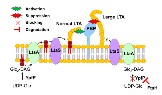 Antibiotics | Special Issue : A Themed Issue in Honor of Professor ...