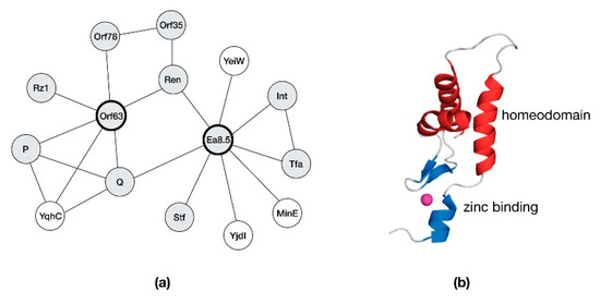 Molecular Modeling the Proteins from the exo-xis Region of Lambda and ...