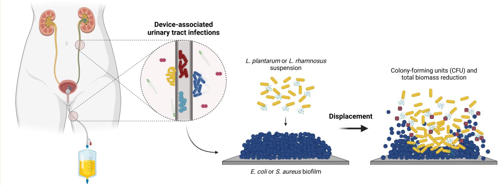 Antibiotics | Free Full-Text | Using Lactobacilli to Fight Escherichia ...