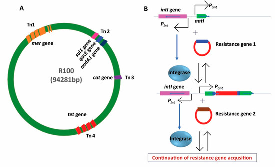 Revisiting Antibiotic Resistance: Mechanistic Foundations to ...