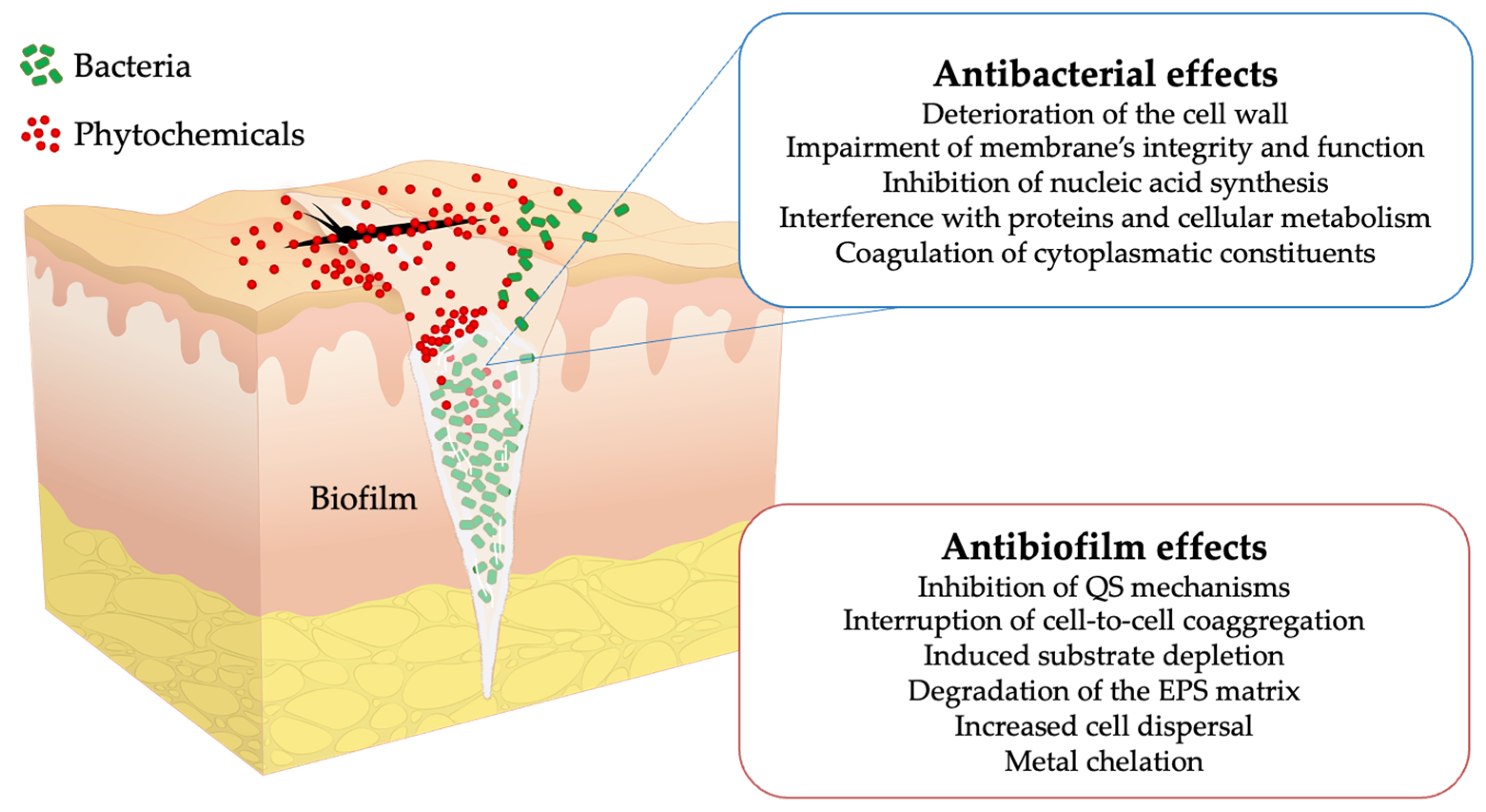 Biofilms in Surgical Site Infections: Recent Advances and Novel ...