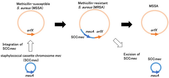 Current Status of Staphylococcal Cassette Chromosome mec (SCCmec)