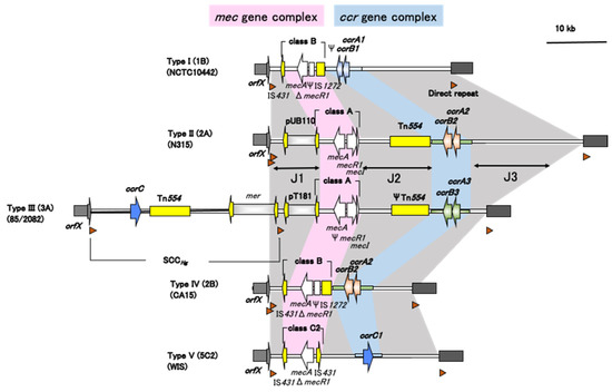 Current Status of Staphylococcal Cassette Chromosome mec (SCCmec)