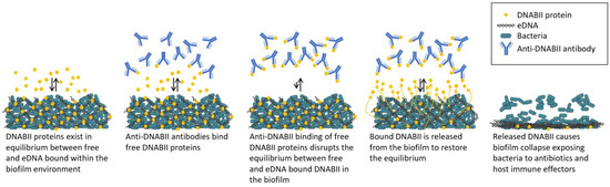 Crumbling the Castle: Targeting DNABII Proteins for Collapsing ...