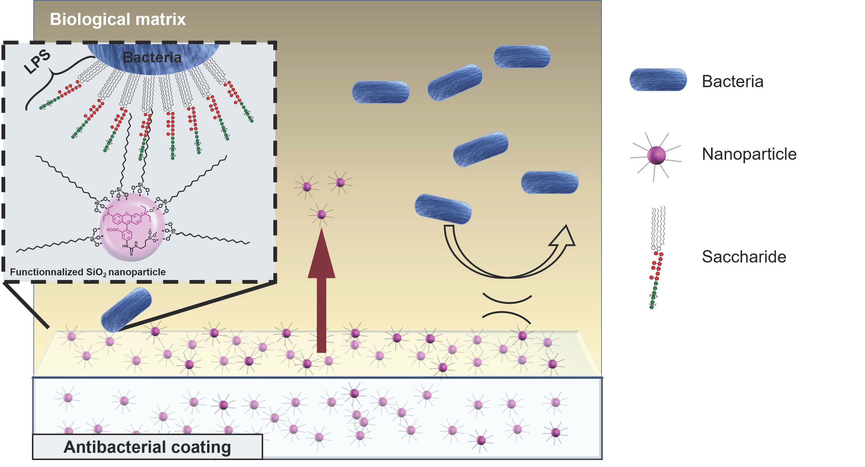 Antibiotics Free Full Text Characterization Of The Antibacterial