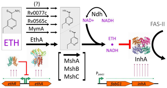 Molecular Determinants of Ethionamide Resistance in Clinical Isolates ...