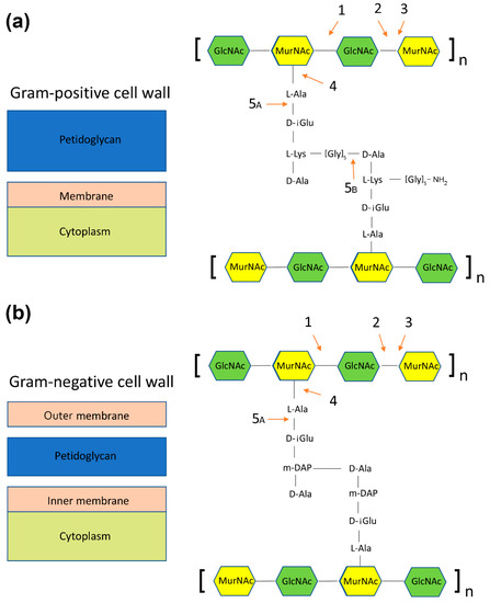Antimicrobial Potential of the Genera Geobacillus and Parageobacillus ...