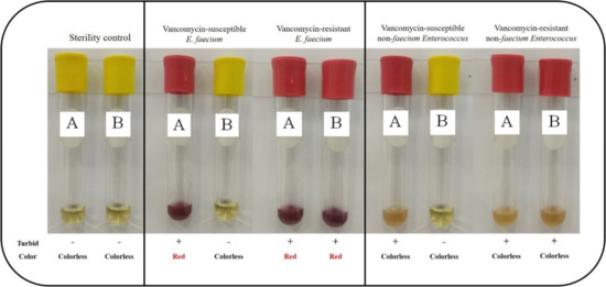 Distinguishing Clinical Enterococcus faecium Strains and Resistance to ...