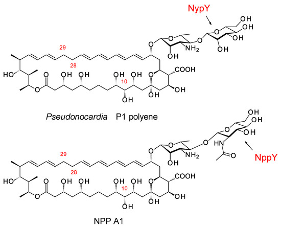 New Glycosylated Polyene Macrolides: Refining the Ore from Genome Mining