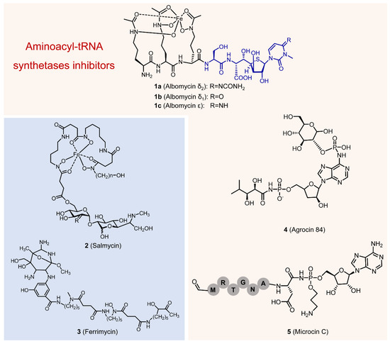 Biosynthesis and Chemical Synthesis of Albomycin Nucleoside Antibiotics