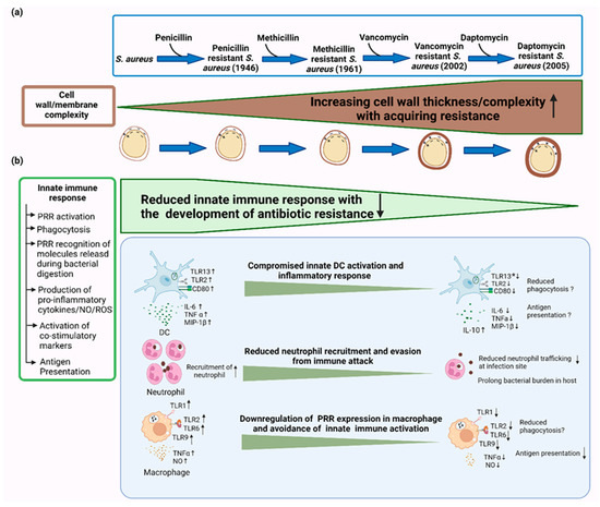 The Influence of Antibiotic Resistance on Innate Immune Responses to ...