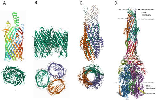 MDR Pumps as Crossroads of Resistance: Antibiotics and Bacteriophages