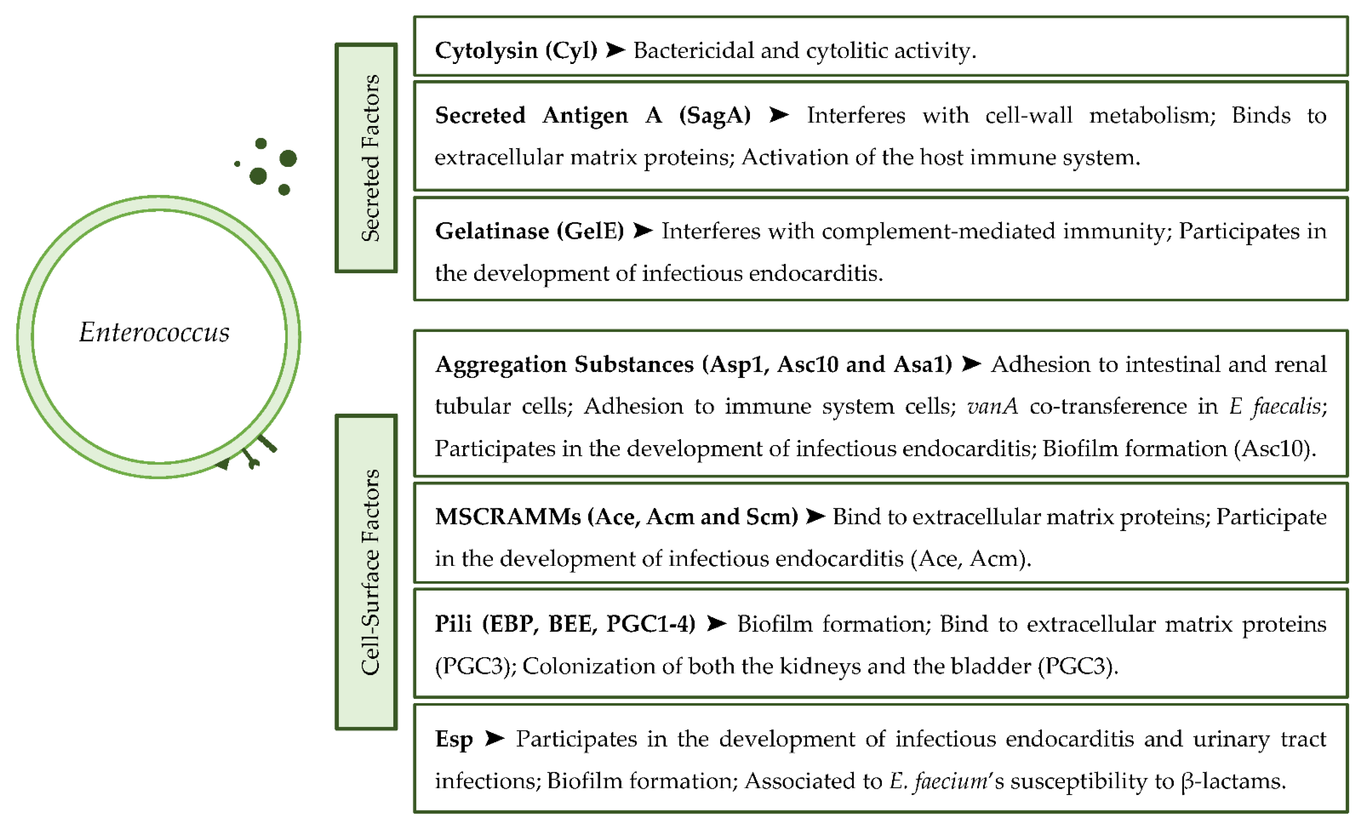 Enterococcus Virulence and Resistant Traits Associated with Its ...