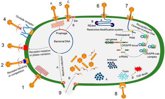 Evolutionary Dynamics between Phages and Bacteria as a Possible ...