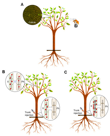 Antibiotics | Free Full-Text | Systemic Uptake of Oxytetracycline and ...