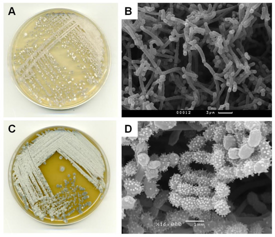 Mechanism-Based Approach to New Antibiotic Producers Screening among ...