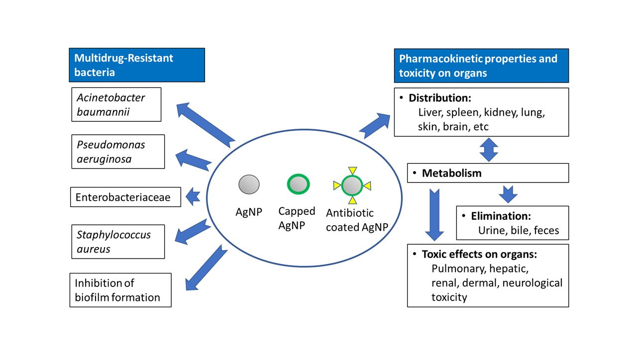 Antibiotics | Free Full-Text | Silver Nanoparticle-Based Therapy: Can ...