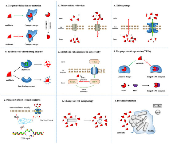 The Mechanism of Bacterial Resistance and Potential Bacteriostatic ...
